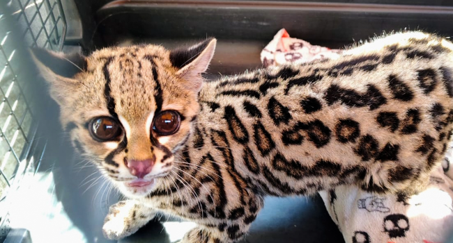 Profepa asegura tigrillo encontrado en una casa de Álvaro Obregón, CDMX